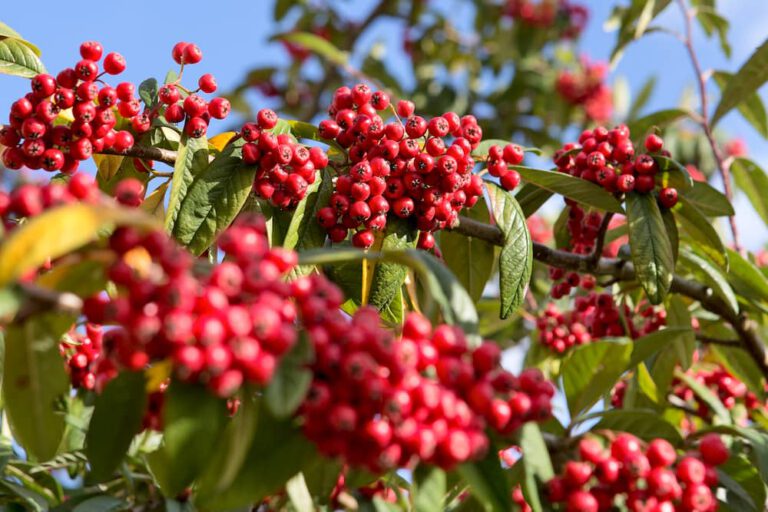 Bessenstruiken voor de herfst: 7 herfstjuweeltjes - Gardeners World