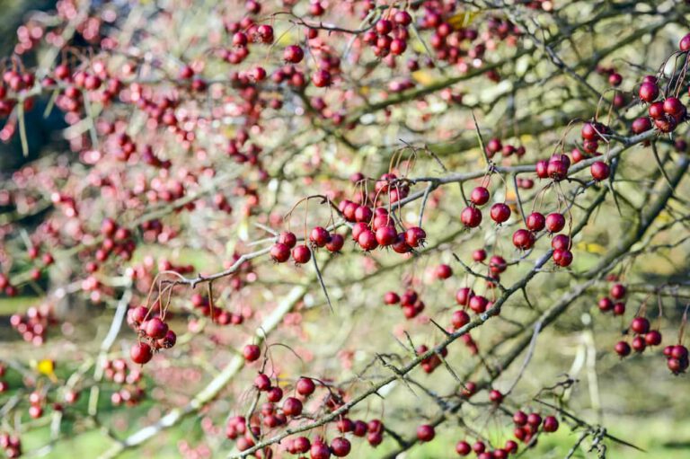 Bessenstruiken voor de herfst: 7 herfstjuweeltjes - Gardeners World