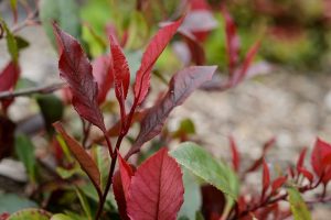 Snoeien in de lente: deze planten kun je snoeien in het voorjaar