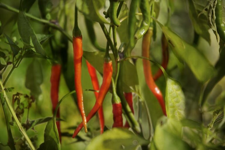 Pepers kweken: van zaaien tot oogsten - Gardeners World
