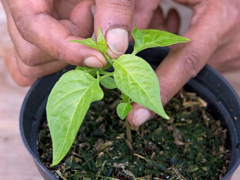 Pepers kweken: van zaaien tot oogsten - Gardeners World