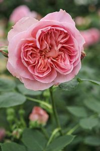 Deze soorten rozen zijn er - Gardeners World
