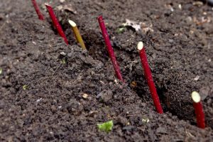 Planten stekken van A tot Z: dit moet je weten - Gardeners World