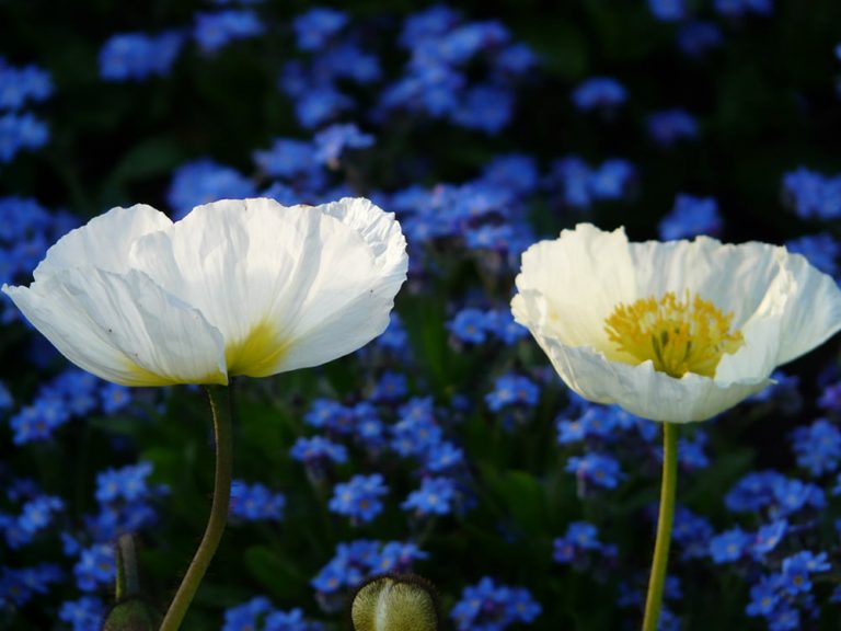 Klaproos (Papaver): zaaien, kweken en vermeerderen - Gardeners World