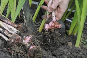 Gladiolen planten: wanneer en hoe doe je dat? - Gardeners World