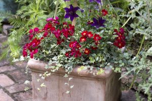 Rozen: verzorging, snoeien, stekken en meer - Gardeners World