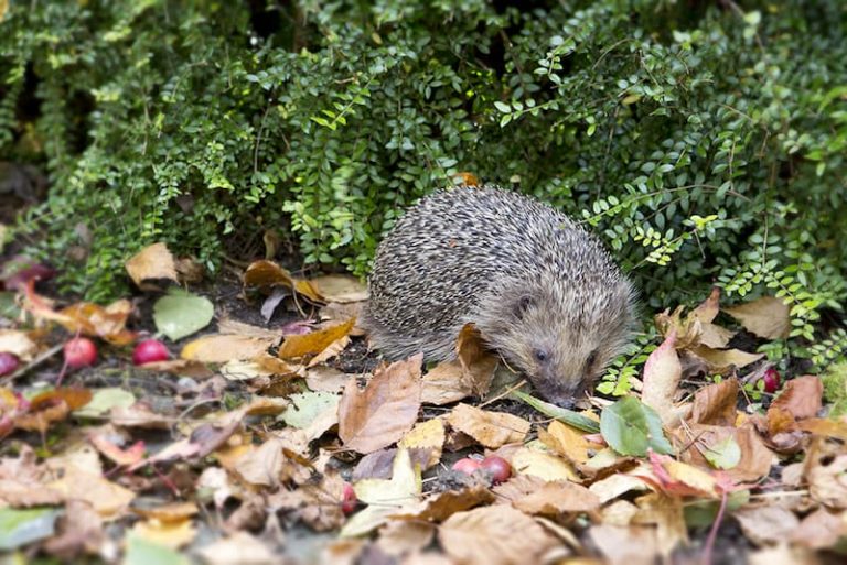 Egels in de tuin: dit kun je voor ze doen - Gardeners World