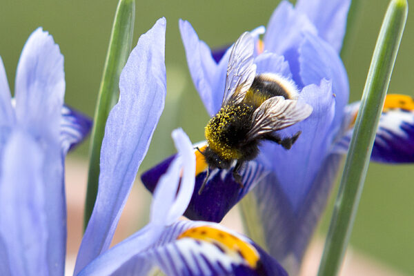 Nu al hommels gezien? Dit kun je doen om te helpen - Gardeners World