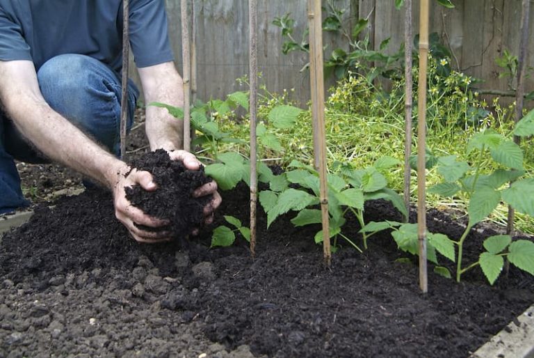 Wat is mulchen en waarom is het belangrijk? - Gardeners World