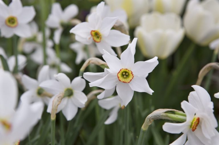 Narcis planten, vermeerderen en verzorgen - Gardeners World
