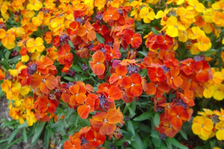 Erysimum cheiri 'Orange Bedder' - Gardeners World