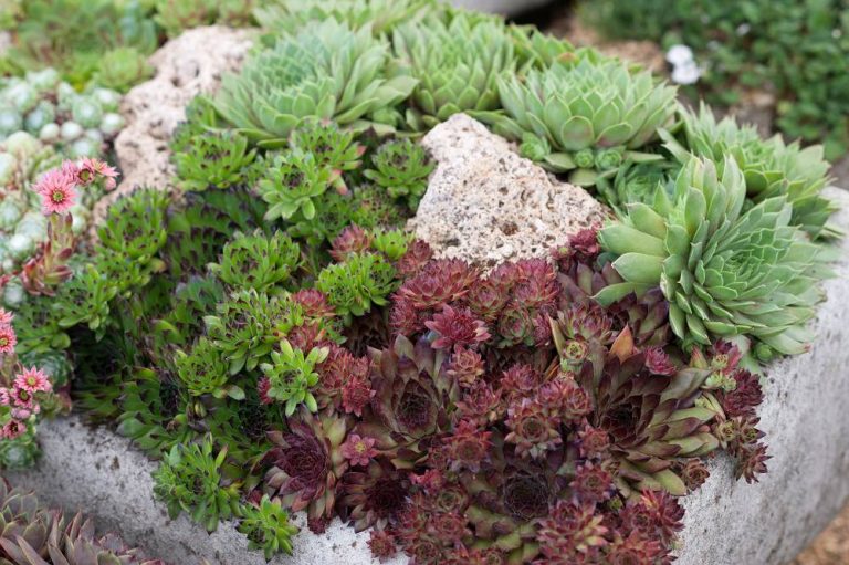 Deze rotsplanten zijn perfect voor een rotstuin - Gardeners World