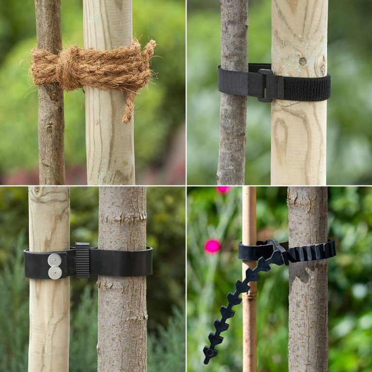 Zo geef je je bomen en planten steun tijdens de groei - Gardeners World