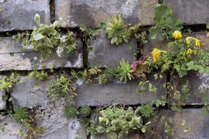 Deze rotsplanten zijn perfect voor een rotstuin - Gardeners World
