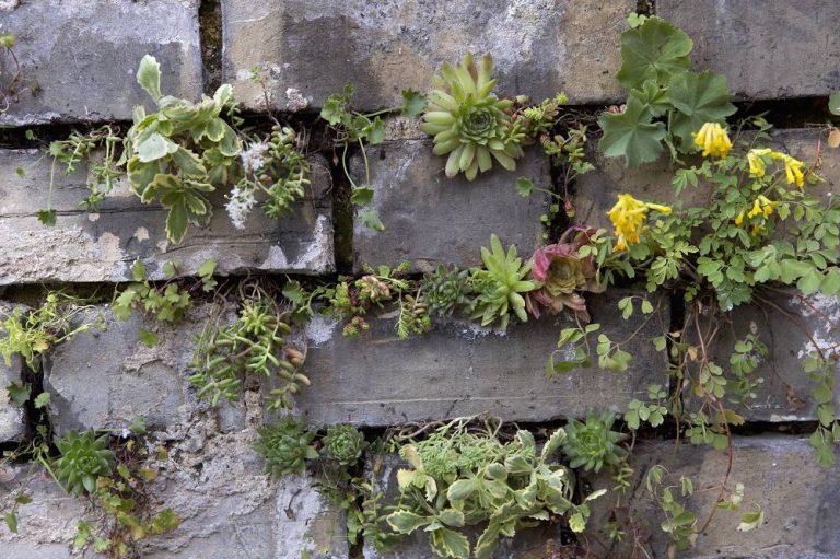 Deze rotsplanten zijn perfect voor een rotstuin - Gardeners World