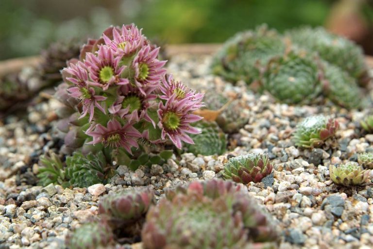 Deze rotsplanten zijn perfect voor een rotstuin - Gardeners World