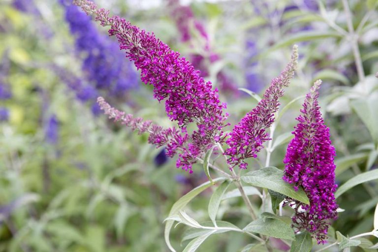 Deze 7 invasieve exoten wil je echt niet in je tuin - Gardeners World