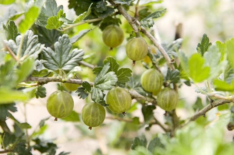 Fruit voor een kleine moestuin: 8 soorten voor jouw tuin