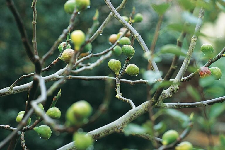 Wanneer zijn vijgen rijp om te oogsten? En wat doe je met onrijpe vijgen?