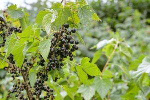 Bessenstruik snoeien: wanneer en hoe doe je dat? - Gardeners World