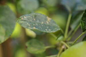 Appelboom ziektes: herken (en voorkom) problemen - Gardeners World
