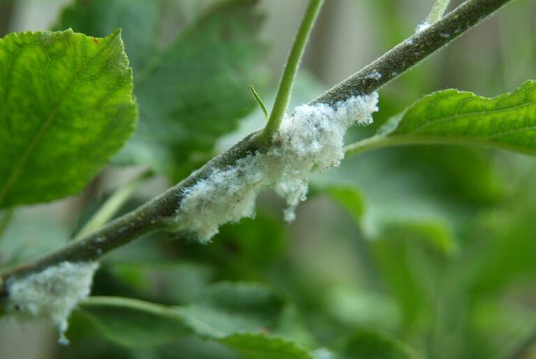 Appelboom ziektes: herken (en voorkom) problemen - Gardeners World