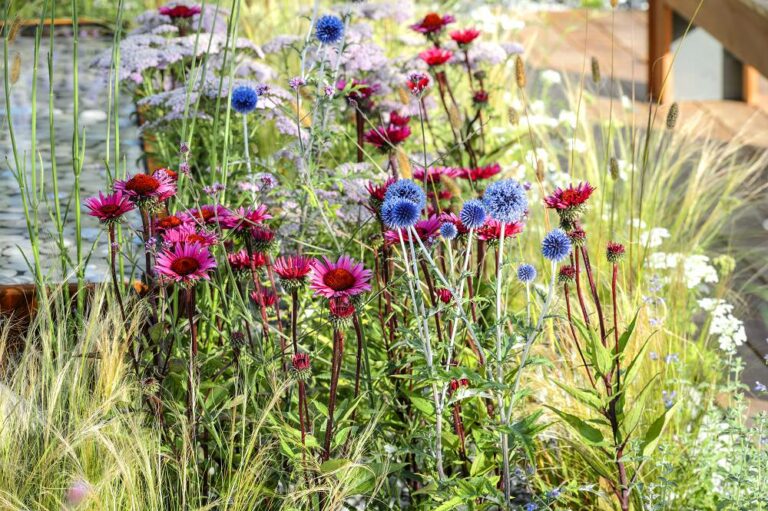 Echinops ritro ‘Veitch’s Blue’: kogeldistel voor elke tuin - Gardeners ...