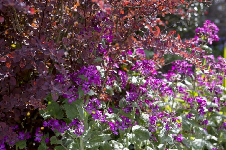Top-29 planten met paarse bloemen voor je tuin - Gardeners World