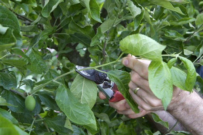 Prunus snoeien: hoe en wanneer doe je dat? - Gardeners World