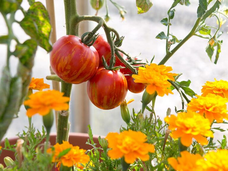 Combinatieteelt: 5x goede buren in de moestuin - Gardeners World