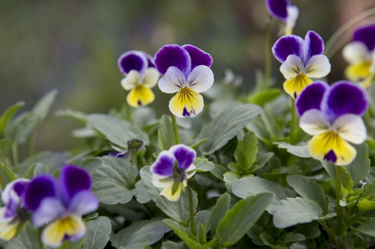 Viooltjes kweken, stekken en verzorgen - Gardeners World