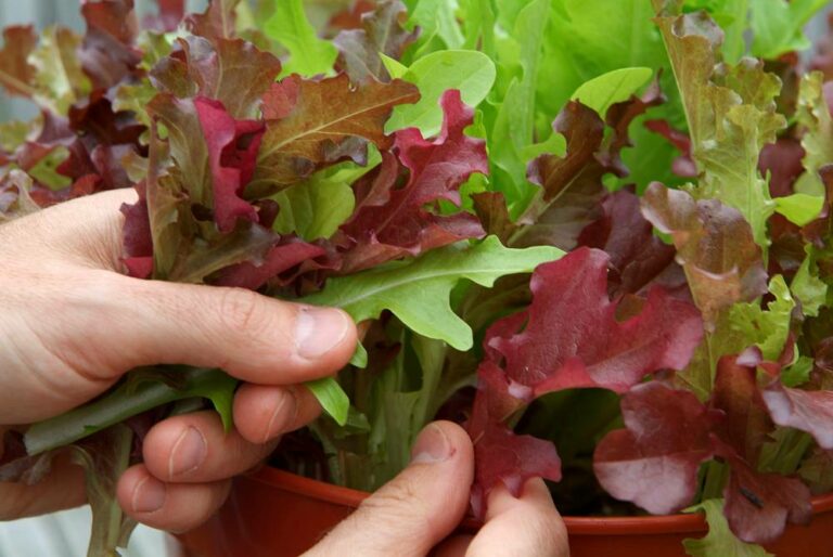Bespaartip: groenten met een grote opbrengst - Gardeners World