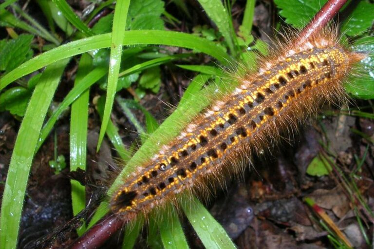 Rupsen herkennen: weet jij welke rupsen dit zijn? - Gardeners World