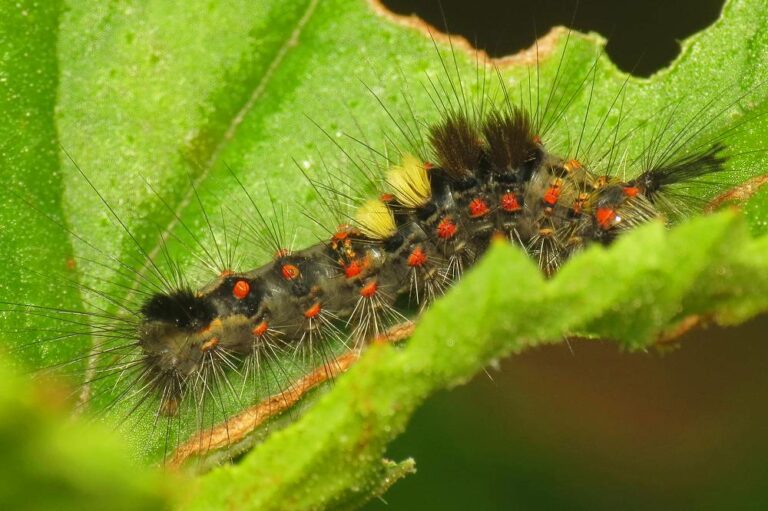 Rupsen herkennen: weet jij welke rupsen dit zijn? - Gardeners World