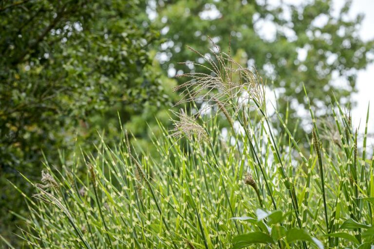 Wilde planten in de tuin: hier moet je op letten - Gardeners World