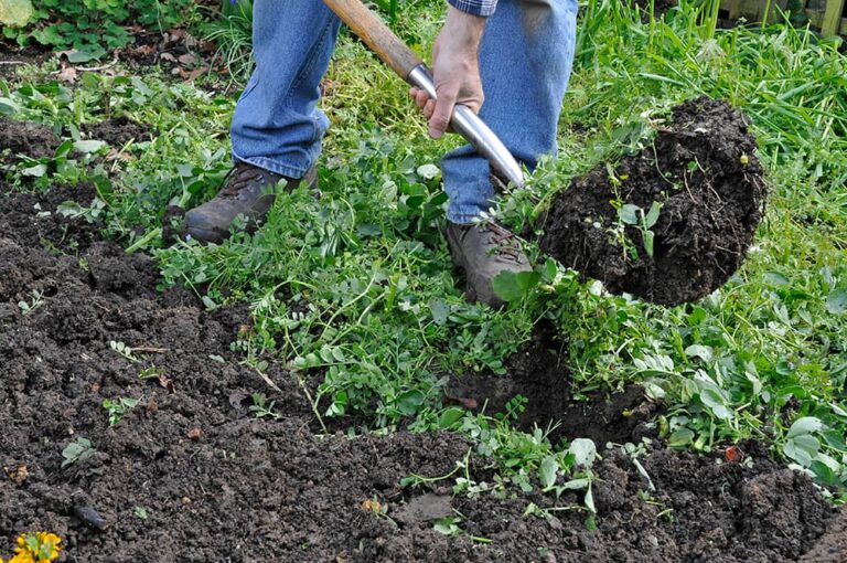 Groenbemesters zaaien in je moestuin: zo doe je dat - Gardeners World