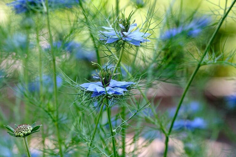 Juffertje-in-het-groen (Nigella): zaaien, verzorgen en meer - Gardeners ...