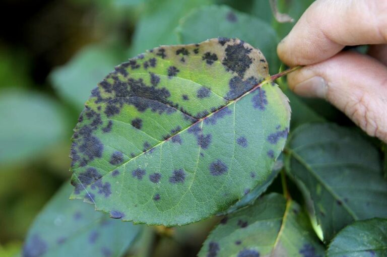 Rozen ziektes en plagen: zo herken (en bestrijd) je ze