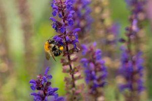 Deze soorten Salvia zijn een lust voor het oog - Gardeners World