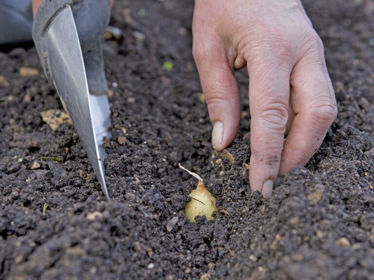 Uien planten: wanneer en hoe doe je dat? - Gardeners World