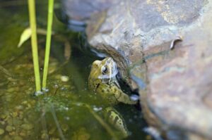 Natuurlijke vijver aanleggen: dit zijn de 5 beste tips - Gardeners World