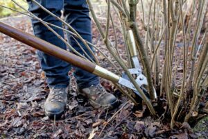 Bessenstruik snoeien: wanneer en hoe doe je dat? - Gardeners World