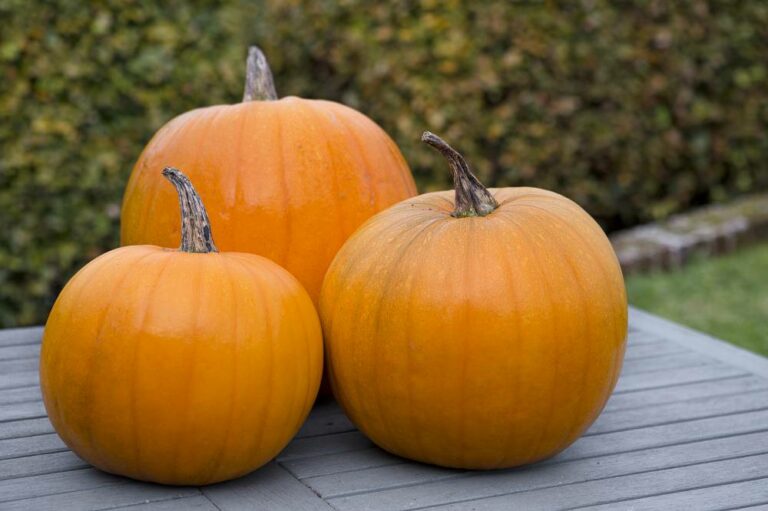 8 eetbare pompoensoorten (en zo kweek je ze zelf)