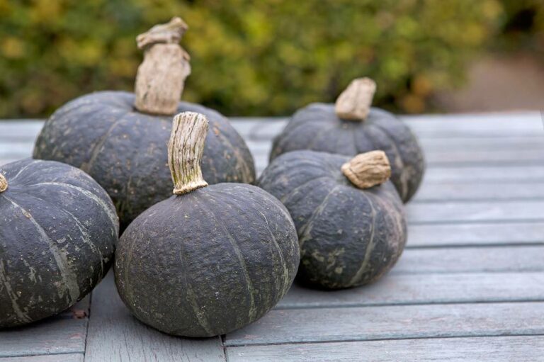 8 eetbare pompoensoorten (en zo kweek je ze zelf)