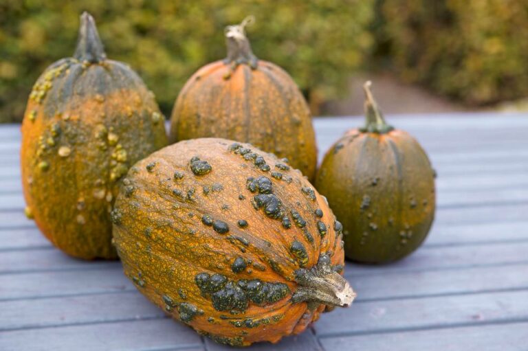8 eetbare pompoensoorten (en zo kweek je ze zelf)