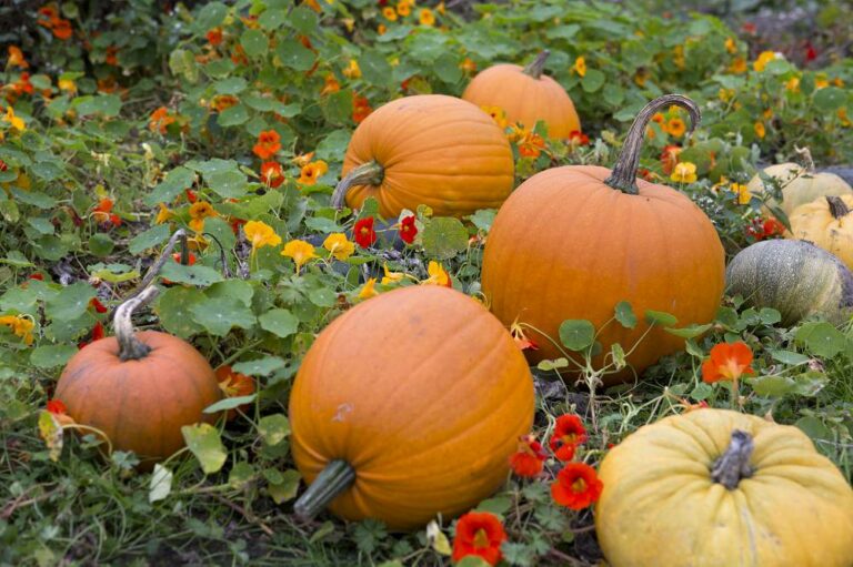 8 eetbare pompoensoorten (en zo kweek je ze zelf)
