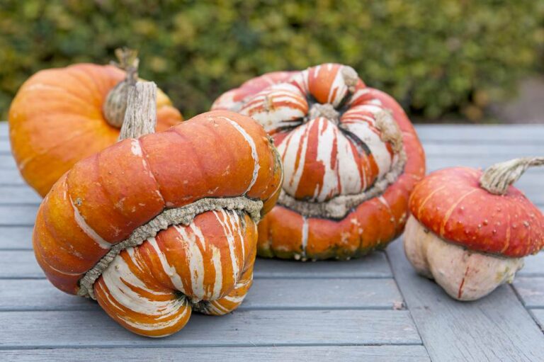 Pompoenplant: van zaaien tot oogsten - Gardeners World