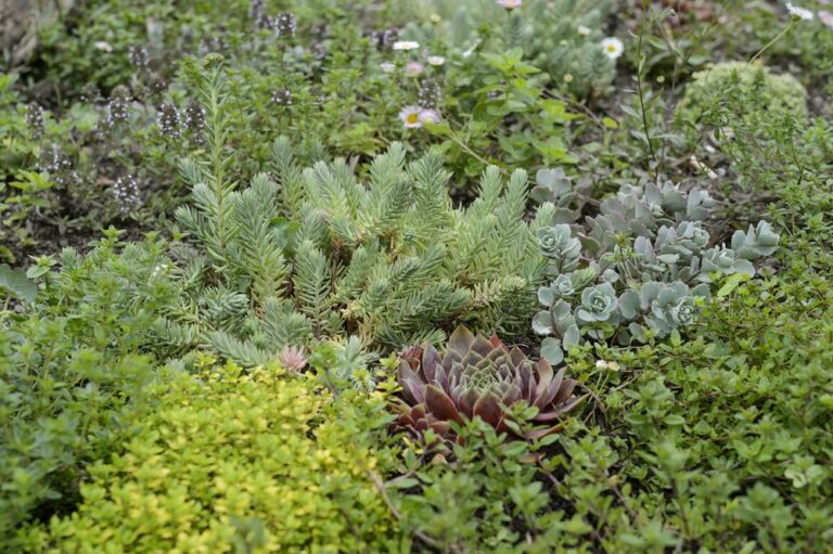 Sedum (vetkruid): soorten, planten en verzorgen - Gardeners World