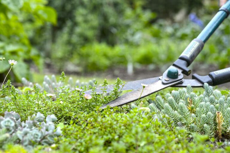 Tijm kweken, planten & stekken - Gardeners World