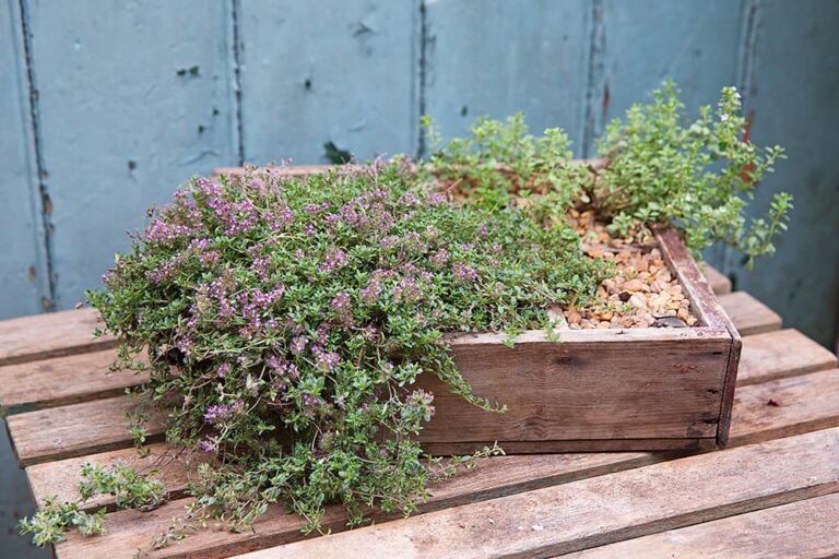 Tijm stekken, scheuren en afleggen doe je zó - Gardeners World